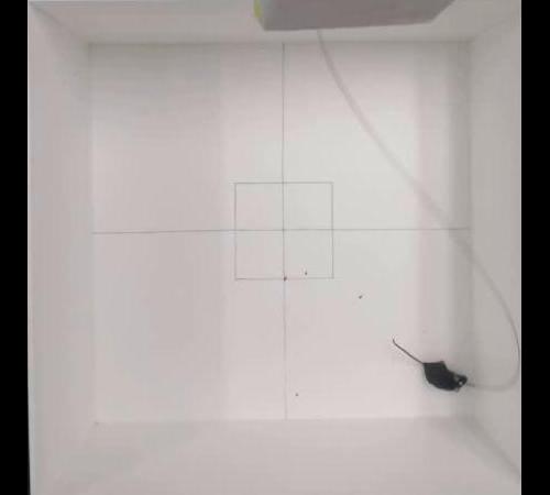 Final_oldSetup Instance Segmentation Dataset by Cassie LabGym