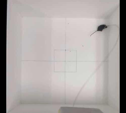 Interim Instance Segmentation Dataset by Cassie LabGym