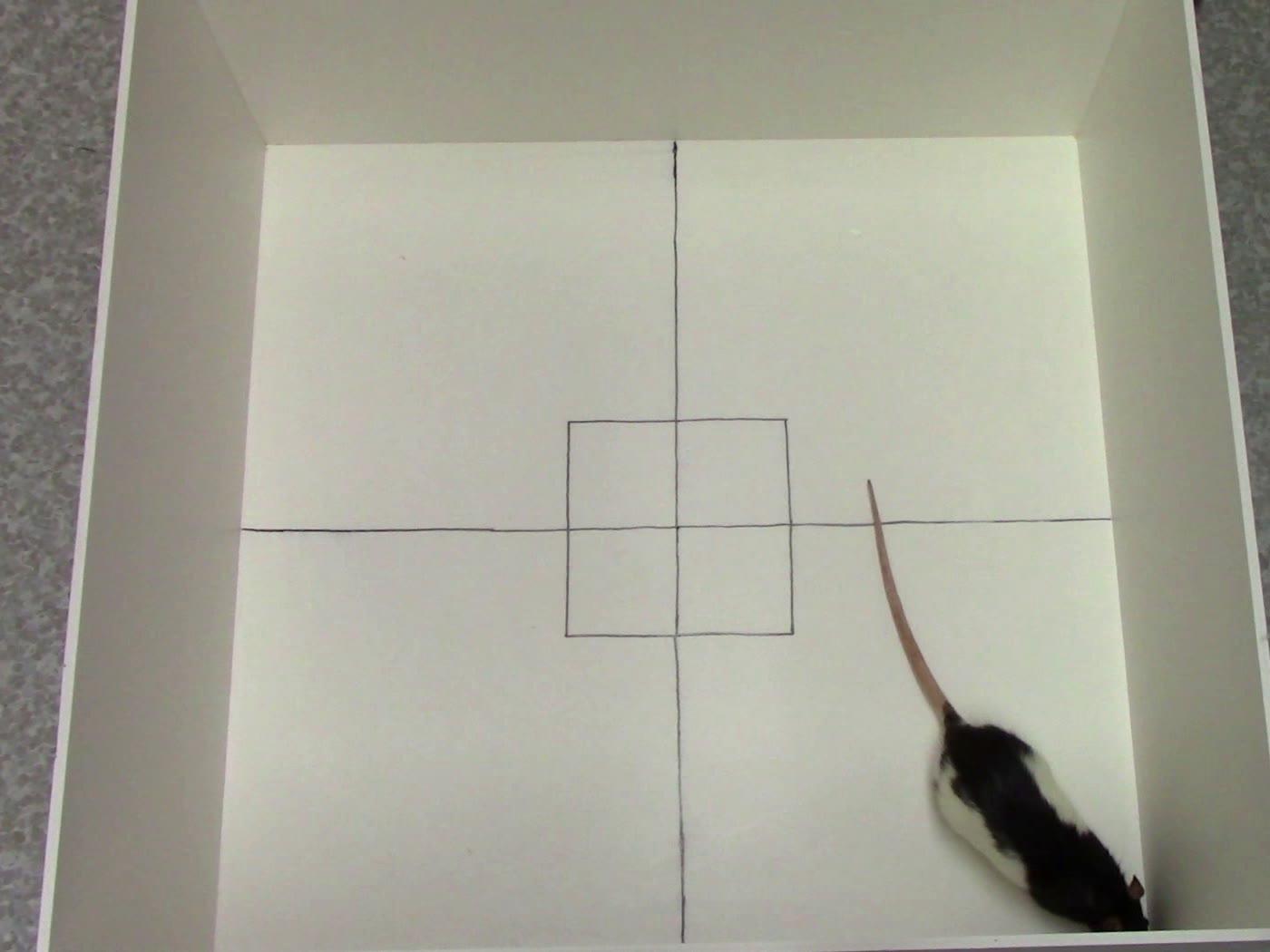 interin_rat Instance Segmentation Dataset by Cassie LabGym