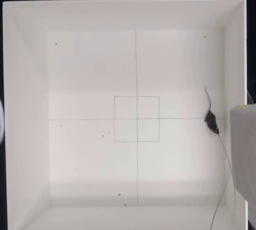 OldSetup_updated Instance Segmentation Dataset by Cassie LabGym