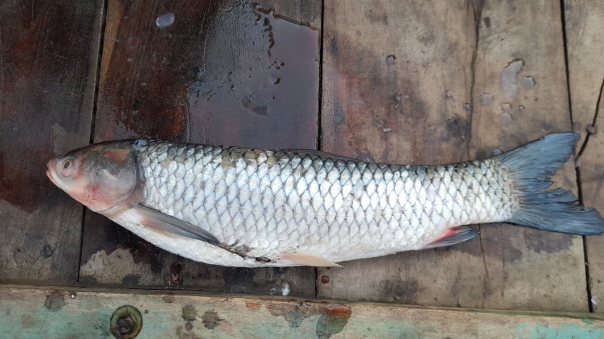 Fish Detection using deep learning Object Detection Dataset and Pre-Trained Model by Univeristy ...