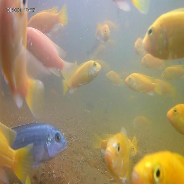 Realtime Fish Detection Model Object Detection Dataset (v2, 2024-12-22 ... Realtime Fish Detection Model Object Detection Dataset (v2, 2024-12-22 ...