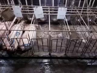 Pig Object Detection Object Detection Dataset by Akhapon