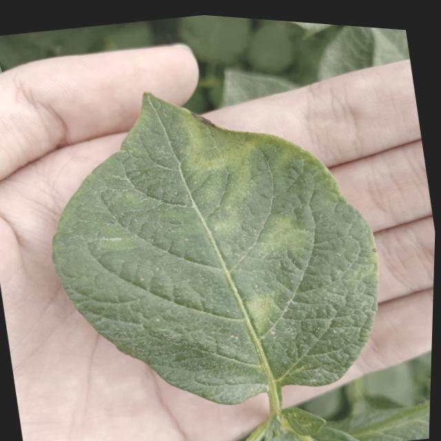Potato Leaf Disease Instance Segmentation Model by potato leaf disease ...