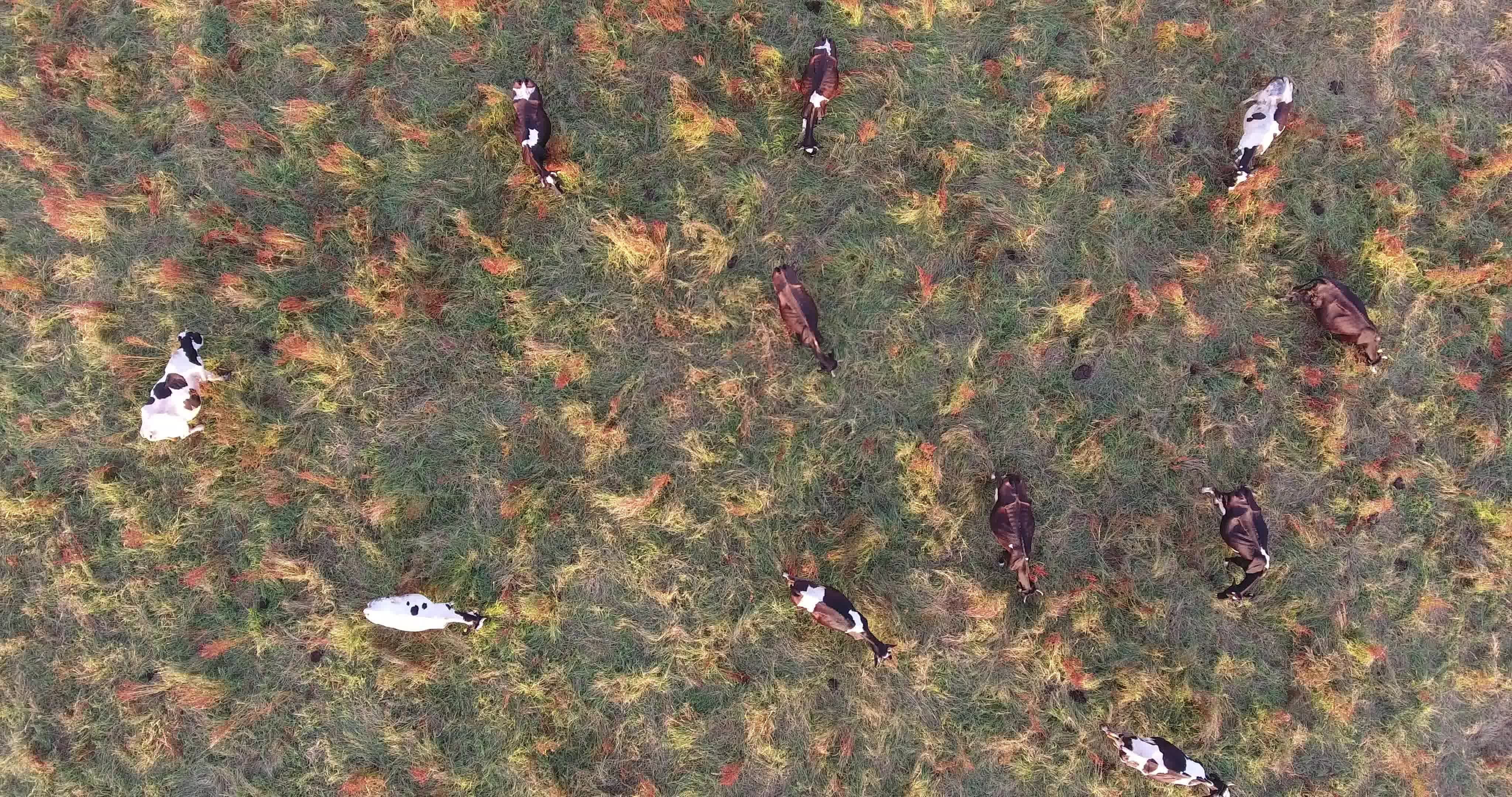 cattle Object Detection Dataset by Animal Vision