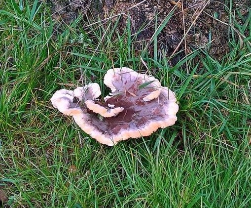 setas Object Detection Model by MyWorkspace