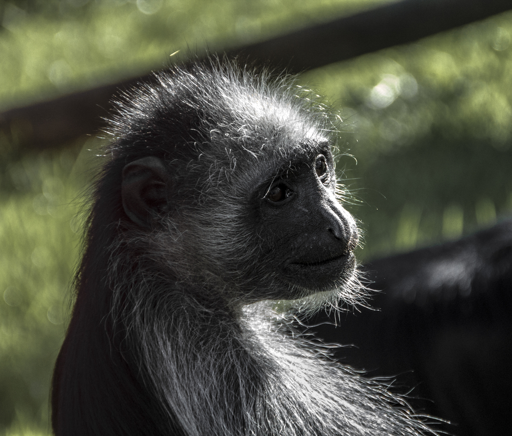 monkey Object Detection Dataset by class