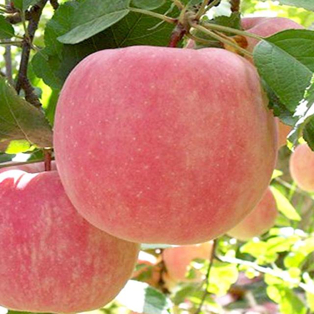 apple_1 Object Detection Dataset by l61l