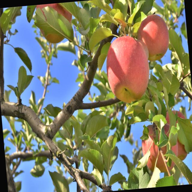 apple Object Detection Model by l61l