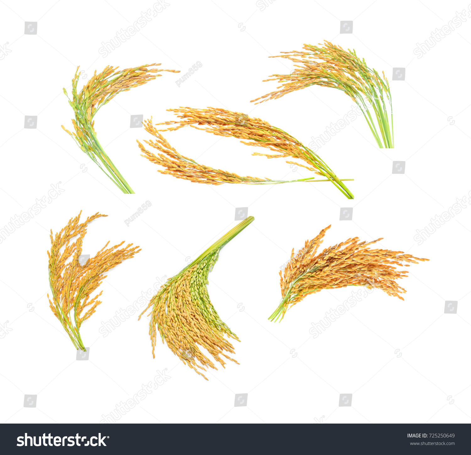Rice Seed Object Detection Dataset And Pre Trained Model By Object Counter