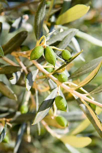 olive Object Detection Dataset and Pre-Trained Model by detection for real