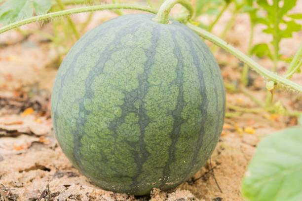 watermelons Object Detection Dataset by detection for real