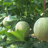 rockmelon Object Detection Dataset and Pre-Trained Model by detection for real