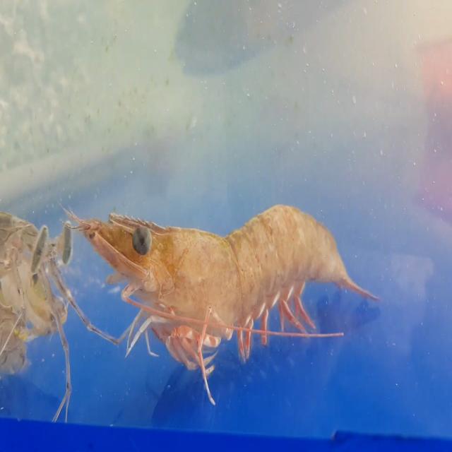 Shrimp 3 0 Object Detection Dataset And Pre Trained Model By New