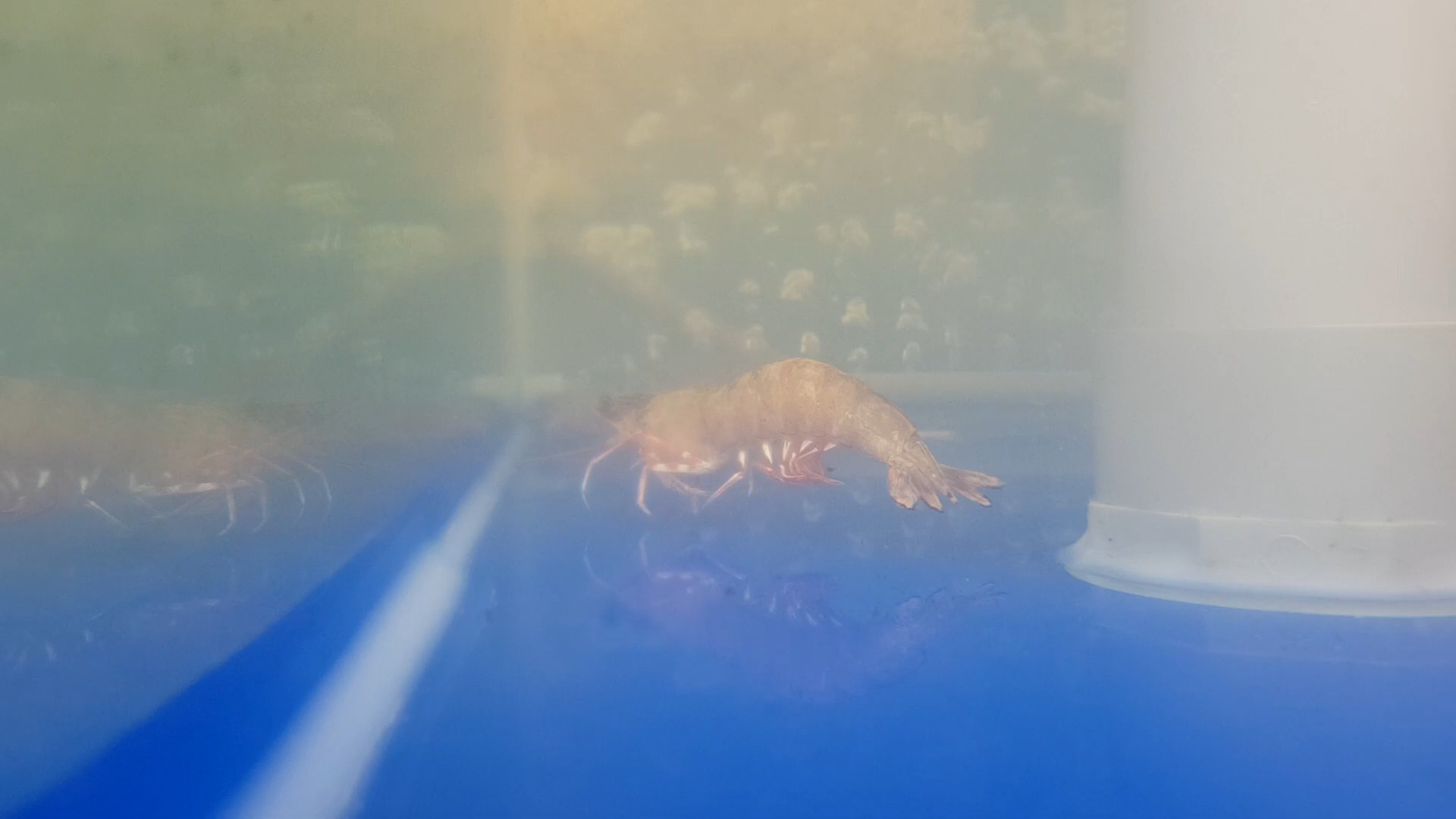 Shrimp 2.0 Object Detection Model by New