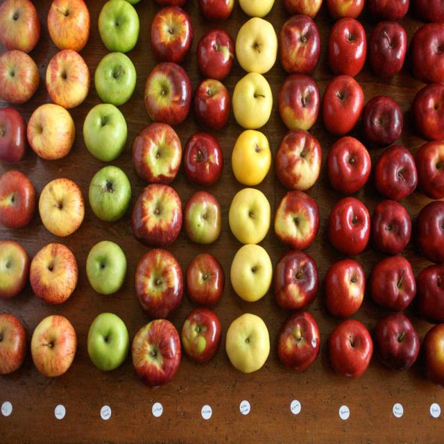 Fruits And Vegetables Object Detection Dataset By Sqdq