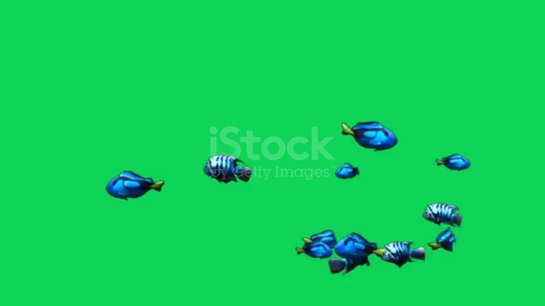 fish detection Object Detection Model by fish