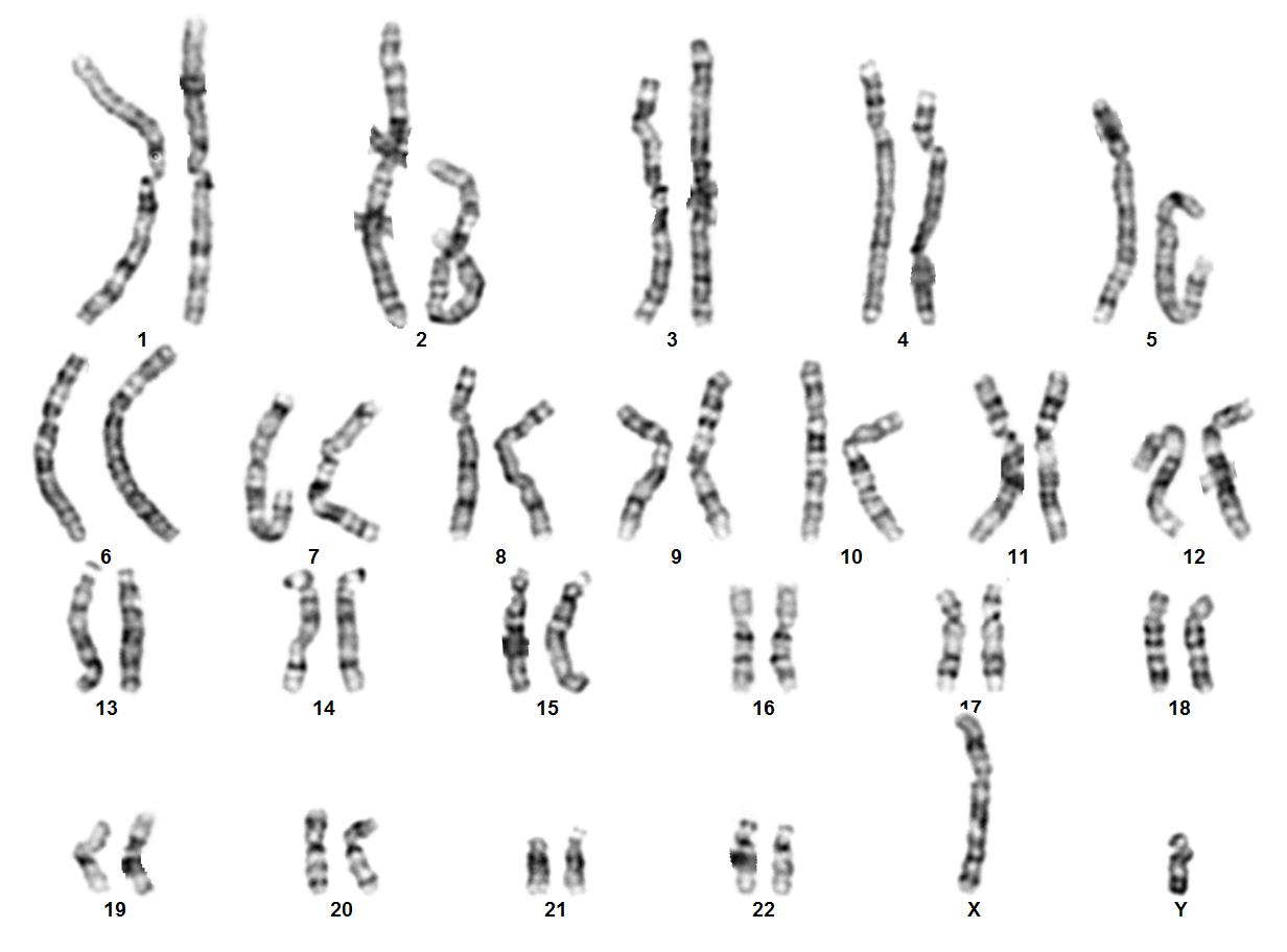 dna 2 Instance Segmentation Model by dna