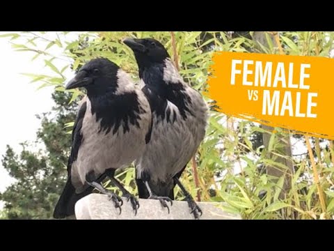 crow labeling Object Detection Dataset by BirdDetection