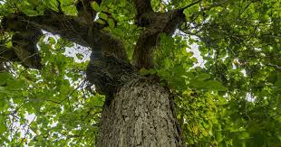 trees Classification Dataset by Dhandeep