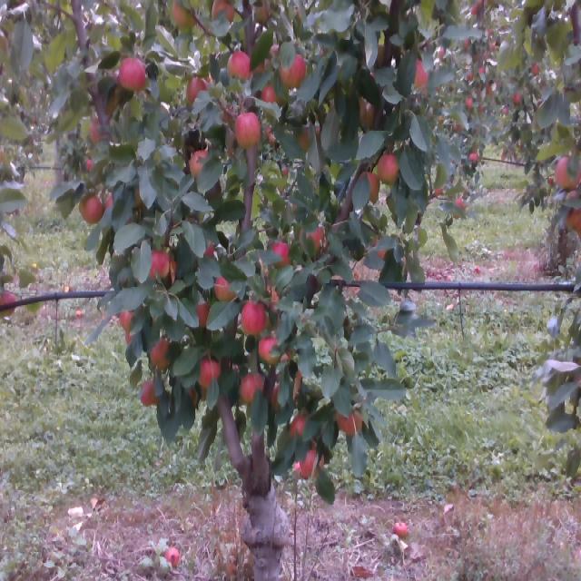 MARS-wire Instance Segmentation Dataset by MARS