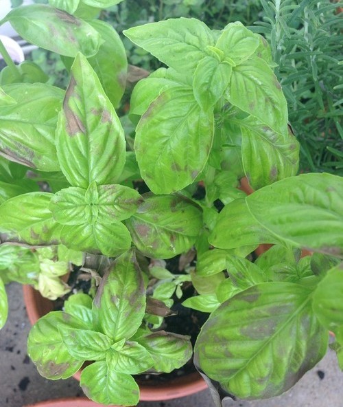 healthy-wilted-mildew-basil Classification Dataset by GIAL