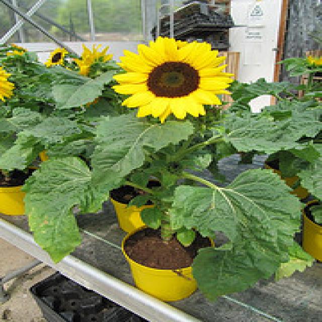 Sunflower Object Detection Dataset By Cible
