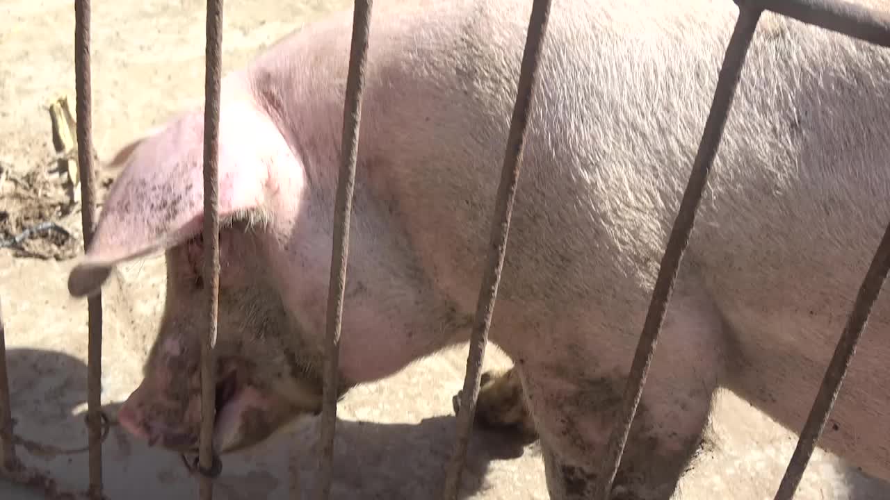 Pig face detector Object Detection Dataset and Pre-Trained Model by AnimalFace