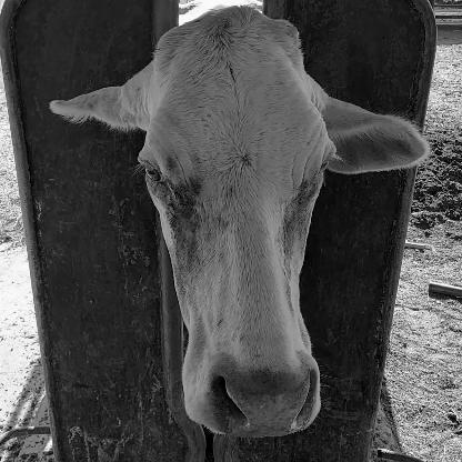 Cattle detector Object Detection Dataset by AnimalFace