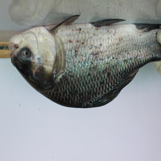 fish_1 Classification Model by James