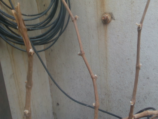 node background(done by akash) Instance Segmentation Dataset and Pre ...