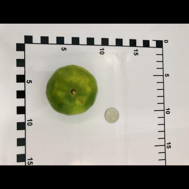 Fruit Detection Dataset And Pre Trained Model By Kkucoeproject