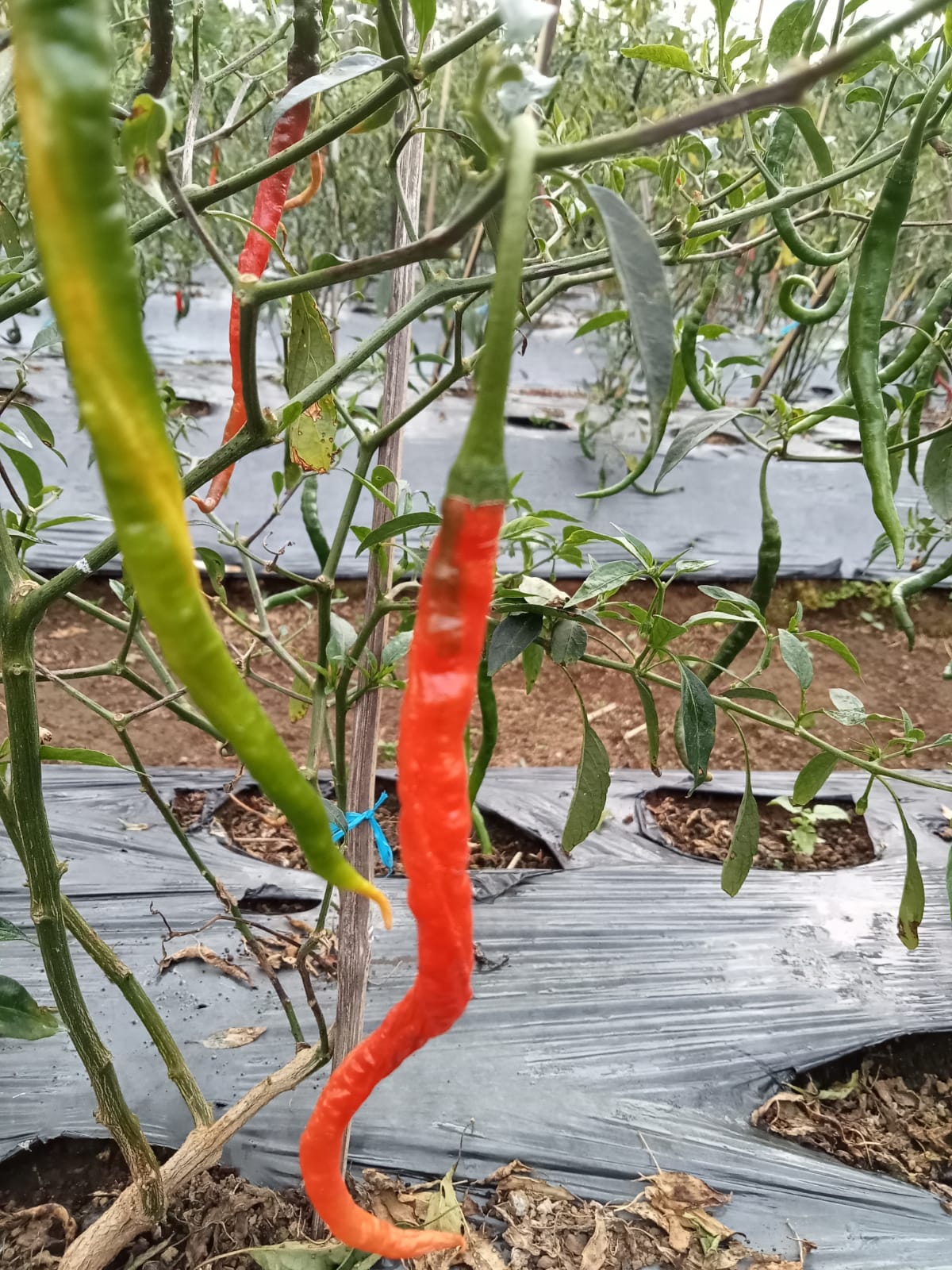 chili Object Detection Dataset by Weri UNIB