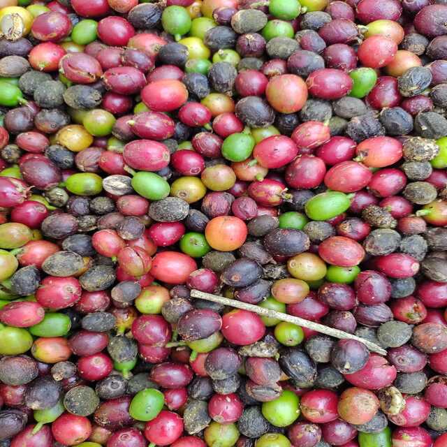 unified_coffee Object Detection Dataset by Model Conversion