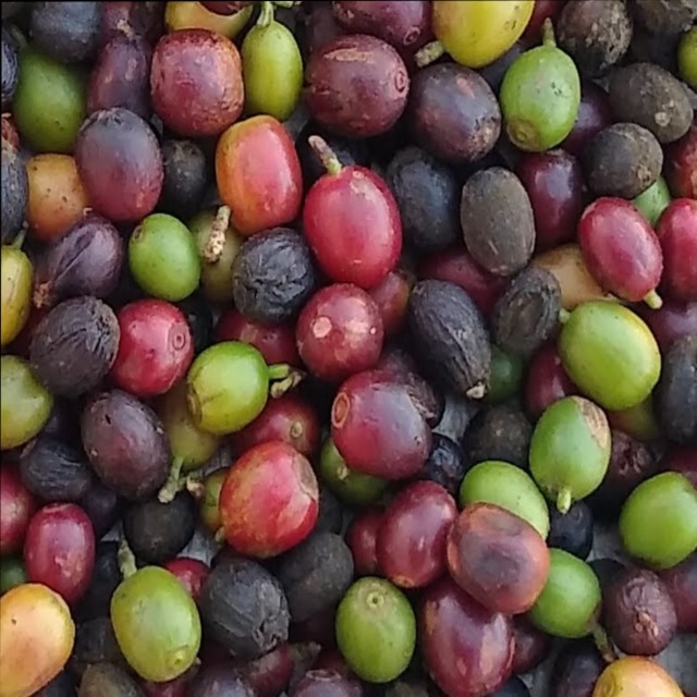 Coffee Models Object Detection Dataset By Model Conversion