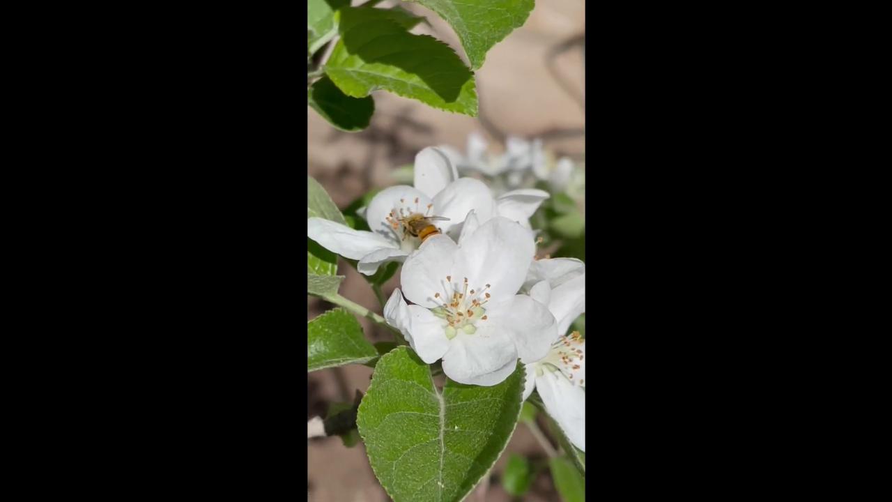 Bees Detection Object Detection Dataset By Saboo Siddik College Of Engg