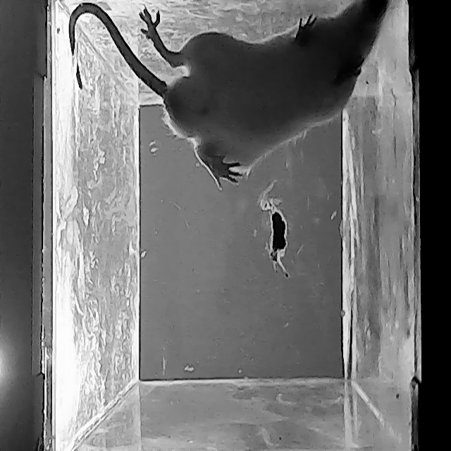 Rat Pixelwise Detection Instance Segmentation Dataset by TestSpace
