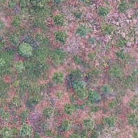 Top Pinus Datasets and Models | Roboflow Universe