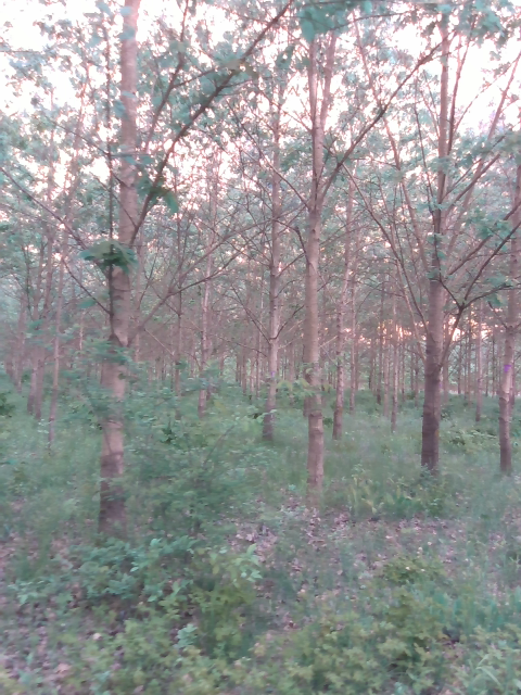 Trunk Detection Object Detection Dataset By Abhiram Saridena