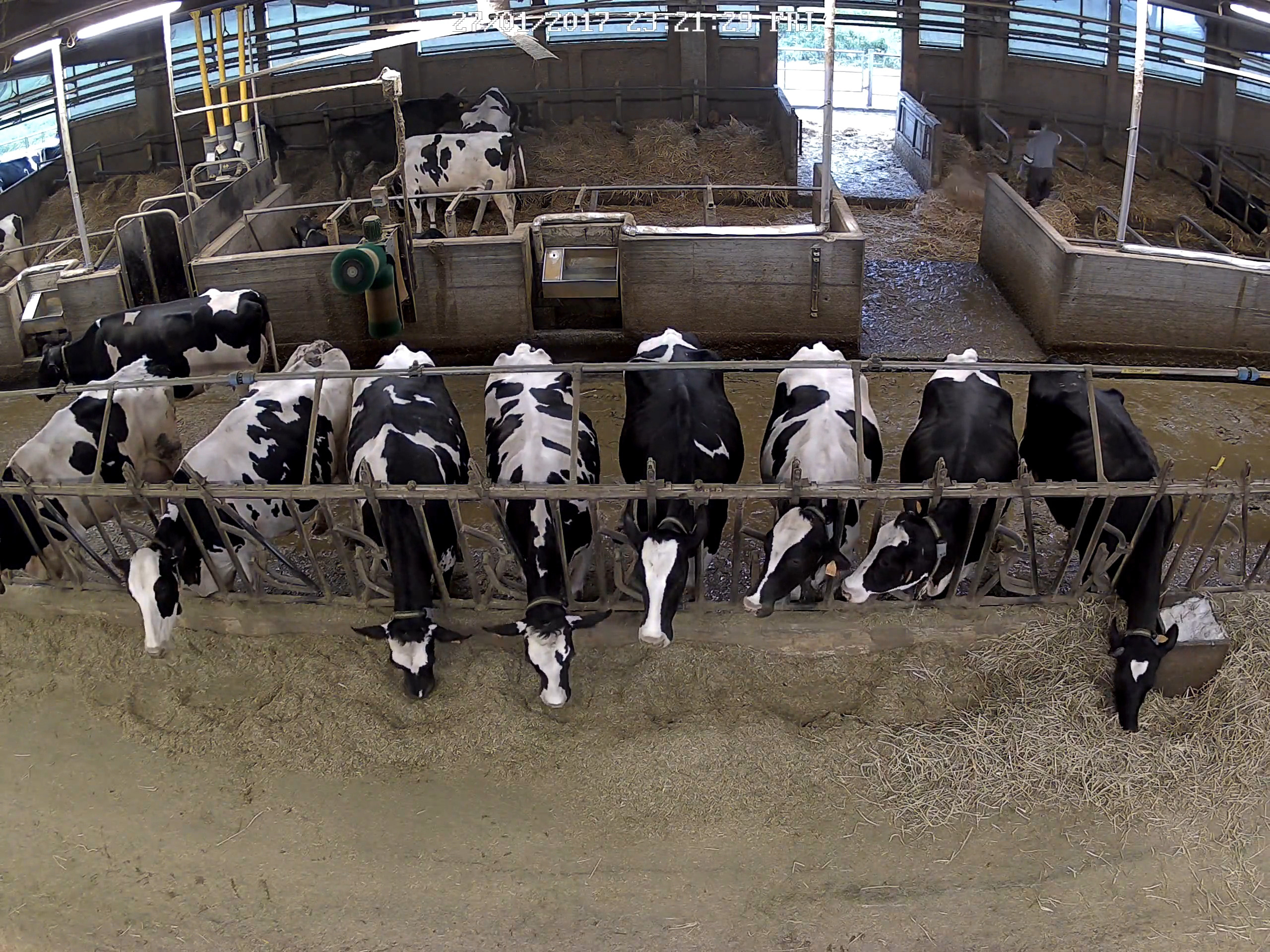 ozzano_cattle Object Detection Dataset by PhD repository