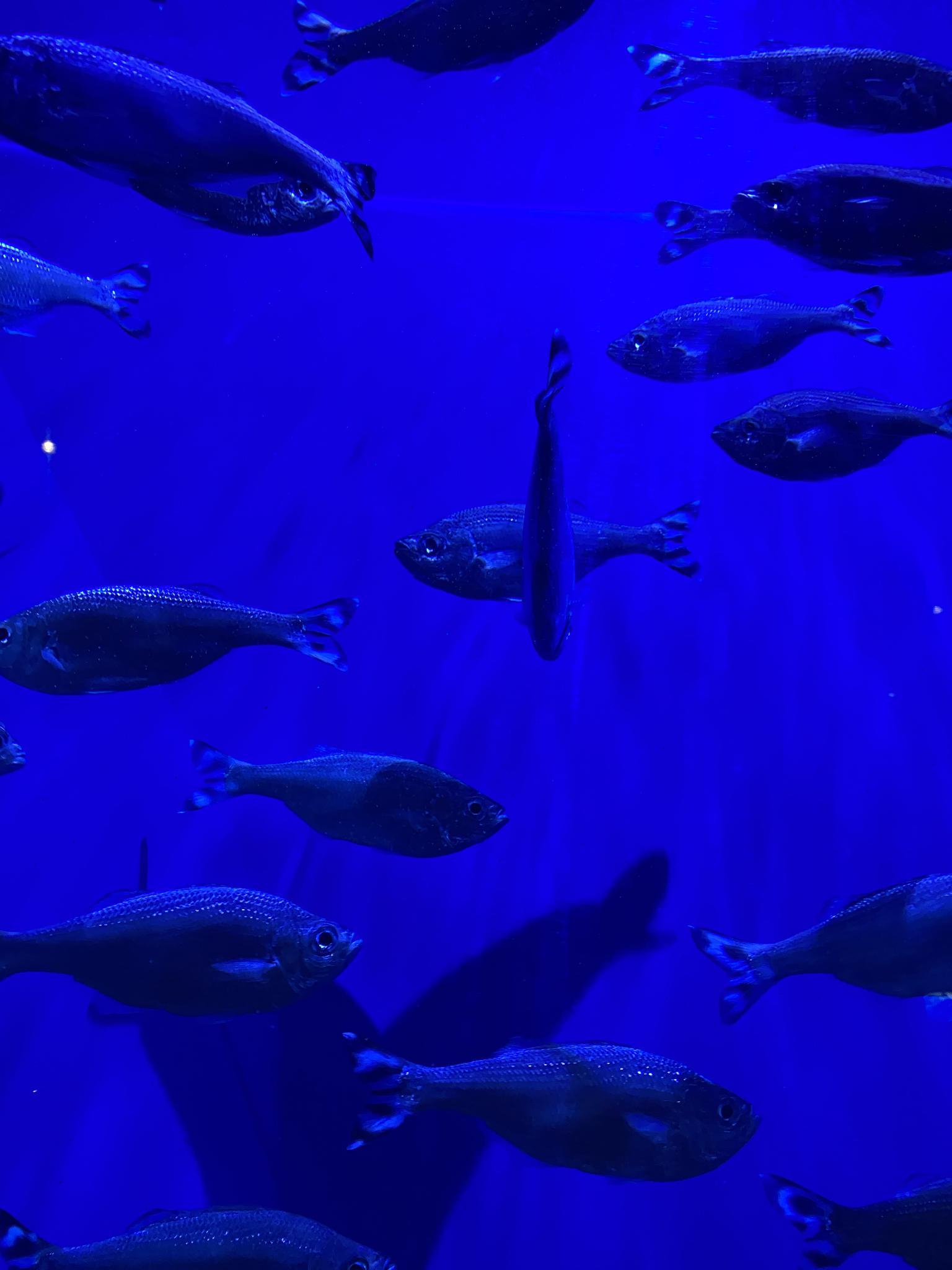 Aquarium Species Detection Object Detection Dataset And Pre Trained
