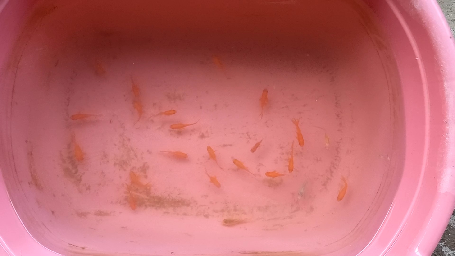 fish segment Instance Segmentation Dataset and Pre-Trained Model by Westrick