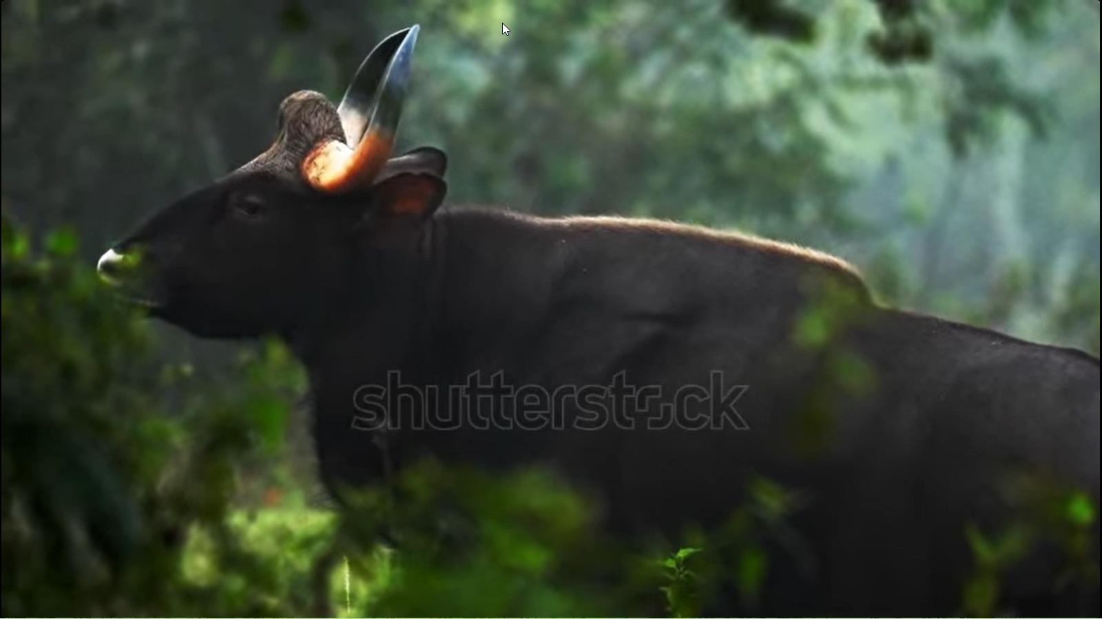 Buffalo detection Object Detection Dataset by ptr