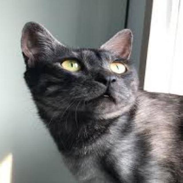 crack image detection - Roboflow Universe