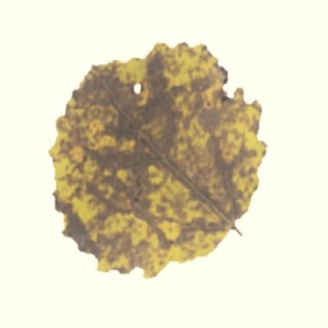 Leaf Instance Segmentation Model by Putri Mawaring Wening