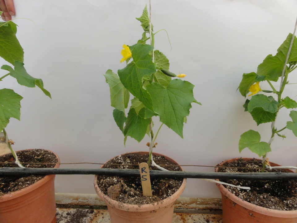 Cucumber Detection Object Detection Dataset By Justin Prabhakar