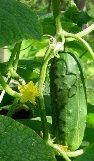 CucumberFlowerDetection Object Detection Dataset and Pre-Trained Model by JUSTIN PRABHAKAR