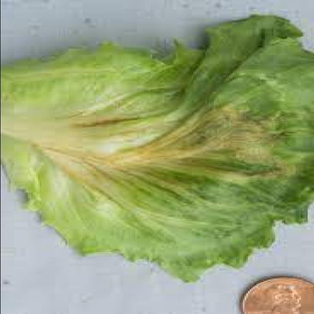 lettuce disease detection Instance Segmentation Model by adnane