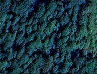 tree (tree-g1iwb) - Roboflow Universe