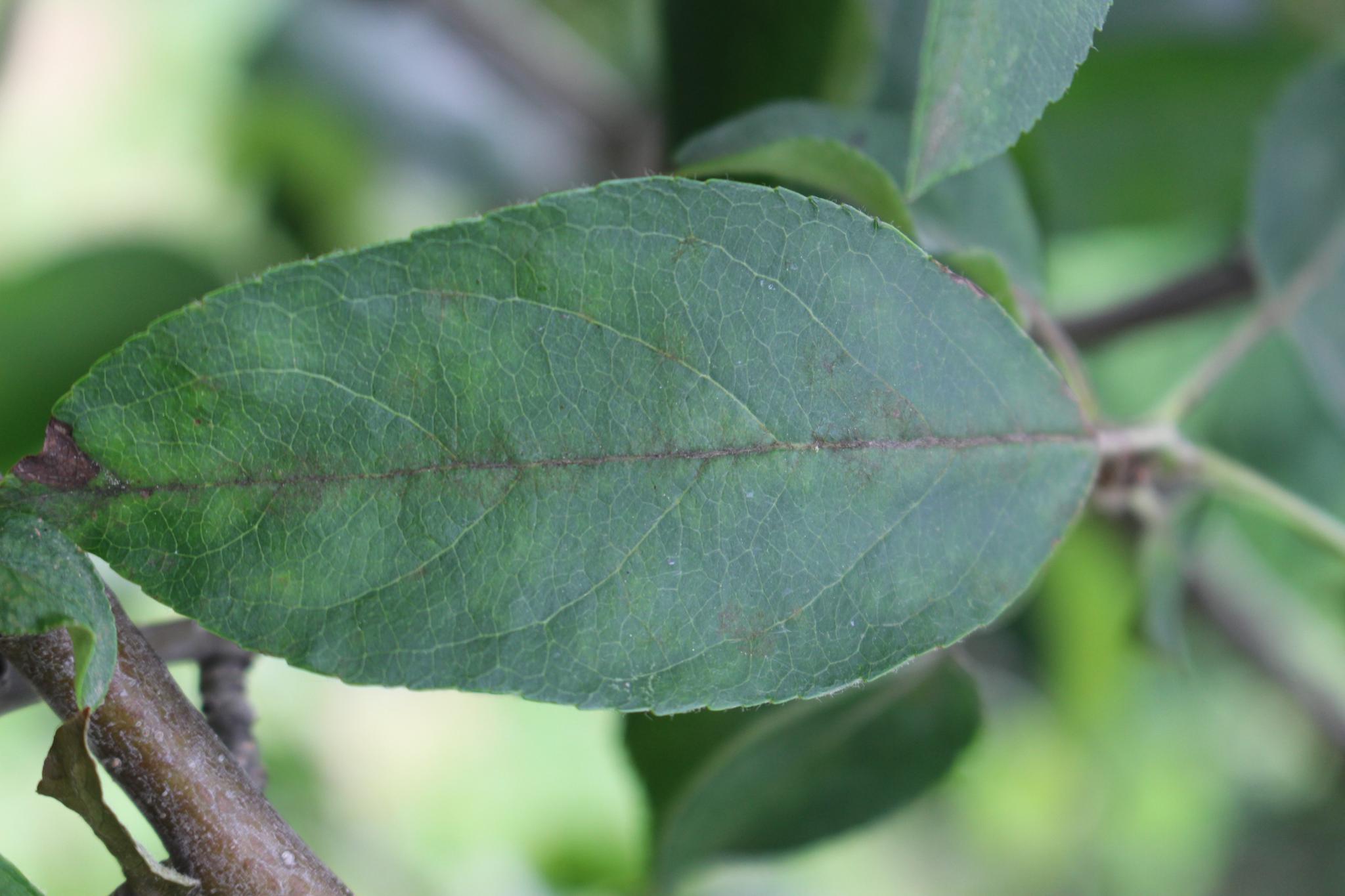 Apple Leaf Disease Detection (apple-leaf-disease-detection-pxlfp) - Roboflow Universe